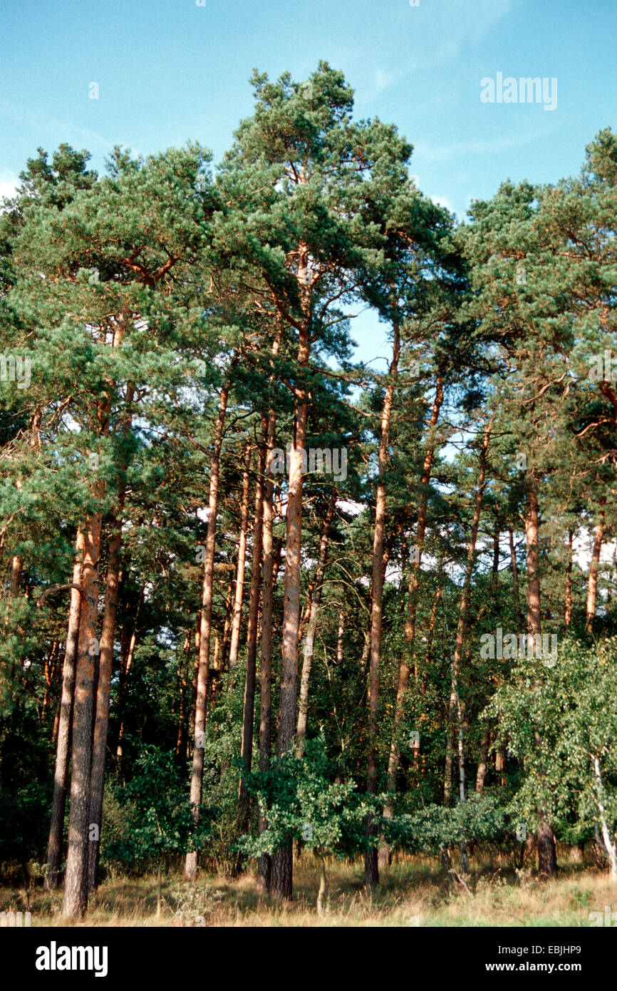 Scotch pine, scots pine (Pinus sylvestris), pine forest, Germany Stock ...