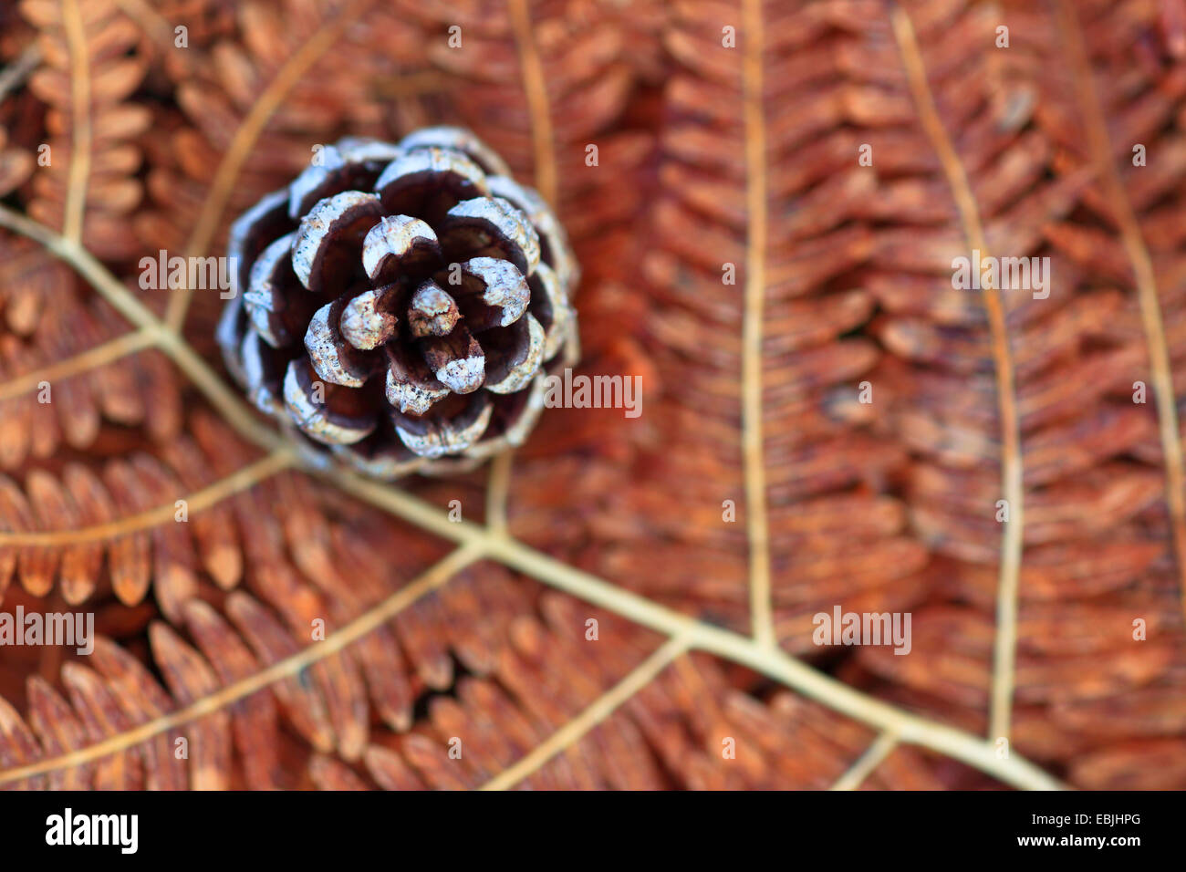 Scotch pine, scots pine (Pinus sylvestris), pine cone lying on a dry ...