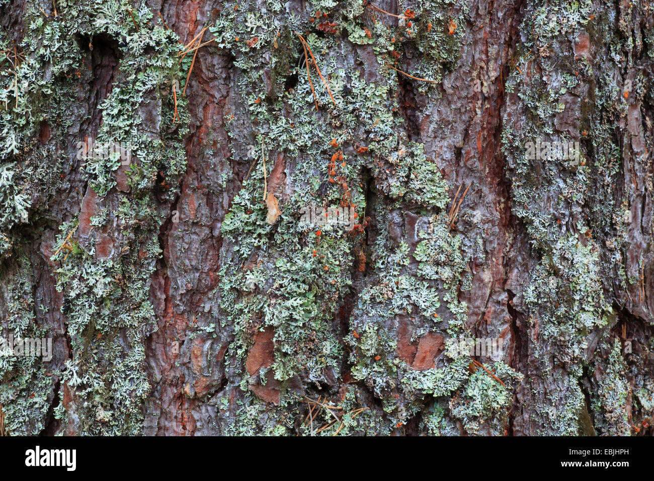 Scotch pine, scots pine (Pinus sylvestris), trunk covered with lichens ...