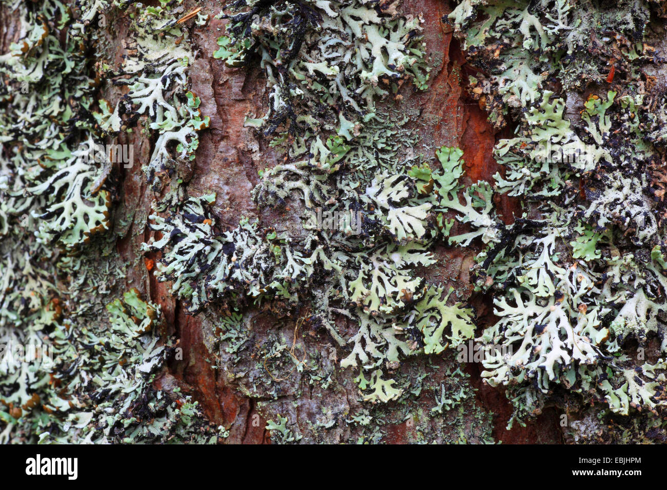Scotch pine trunk High Resolution Stock Photography and Images - Alamy