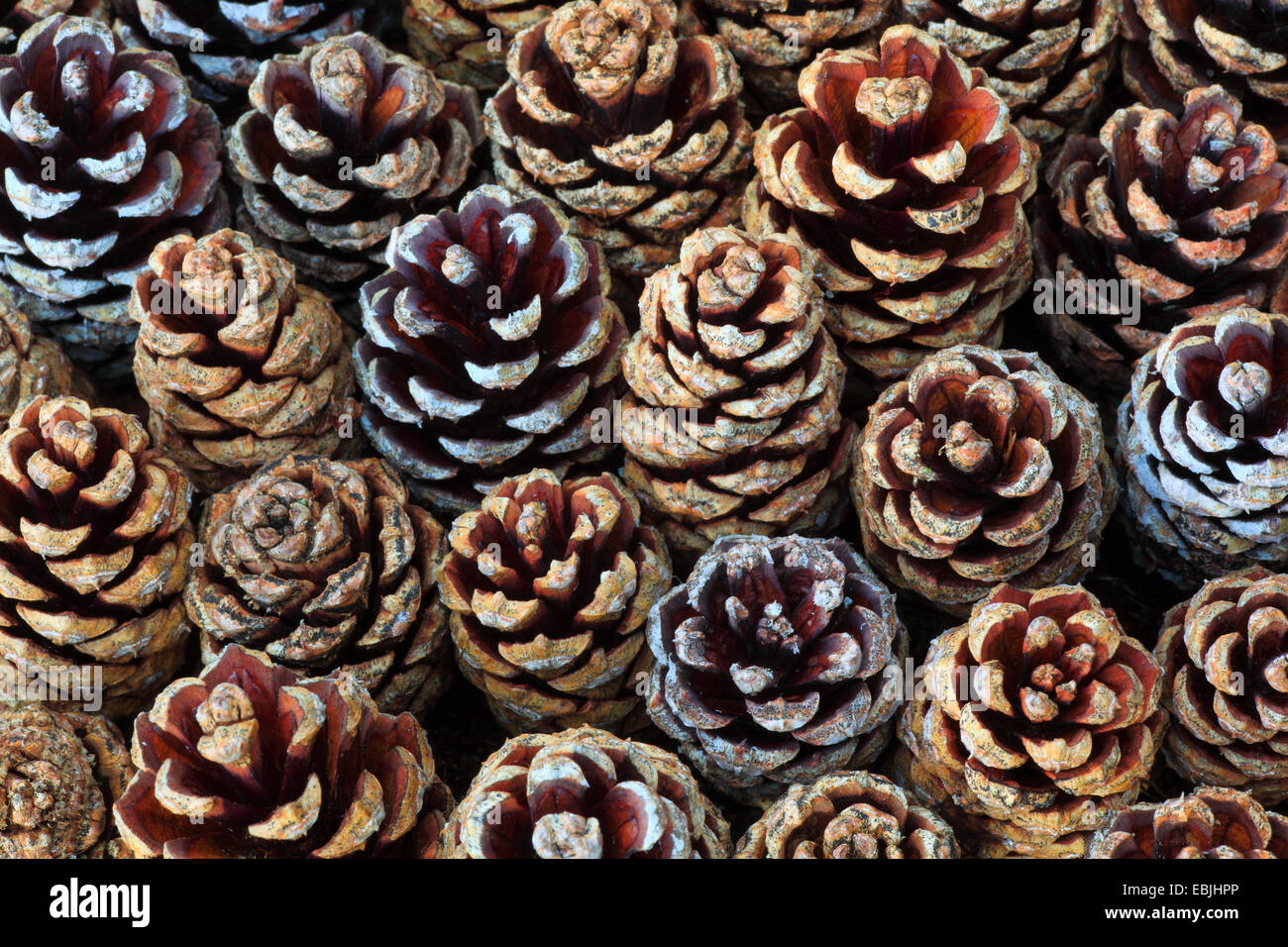 Scotch fir hi-res stock photography and images - Alamy