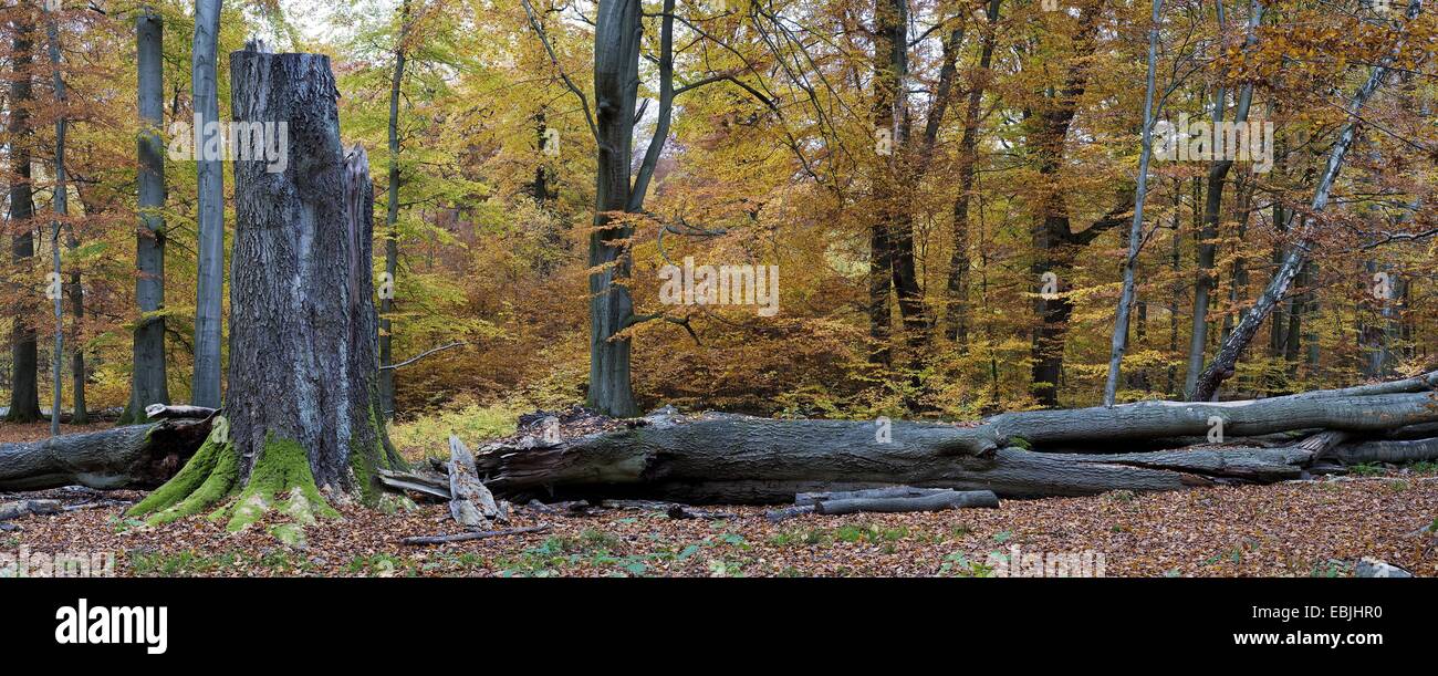 Dead beech tree hi-res stock photography and images - Alamy