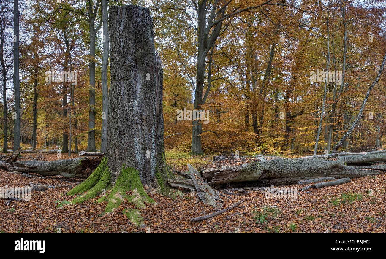 common beech (Fagus sylvatica), autumn beech wood with dead tree ...