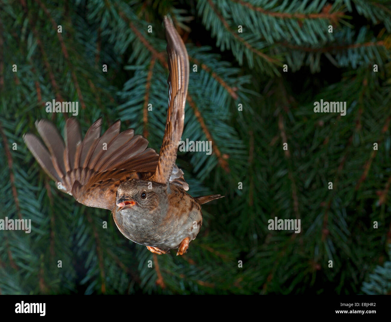 Dunnock front view hi-res stock photography and images - Alamy