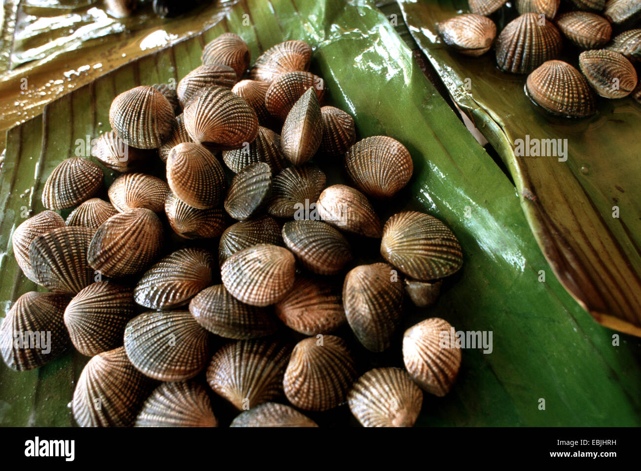 forked venus (Gafrarium spec.), on a market, Philippines Stock Photo ...
