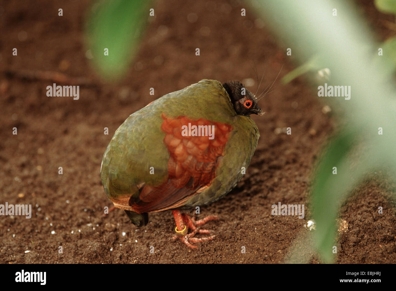 Female partridge hi-res stock photography and images - Alamy