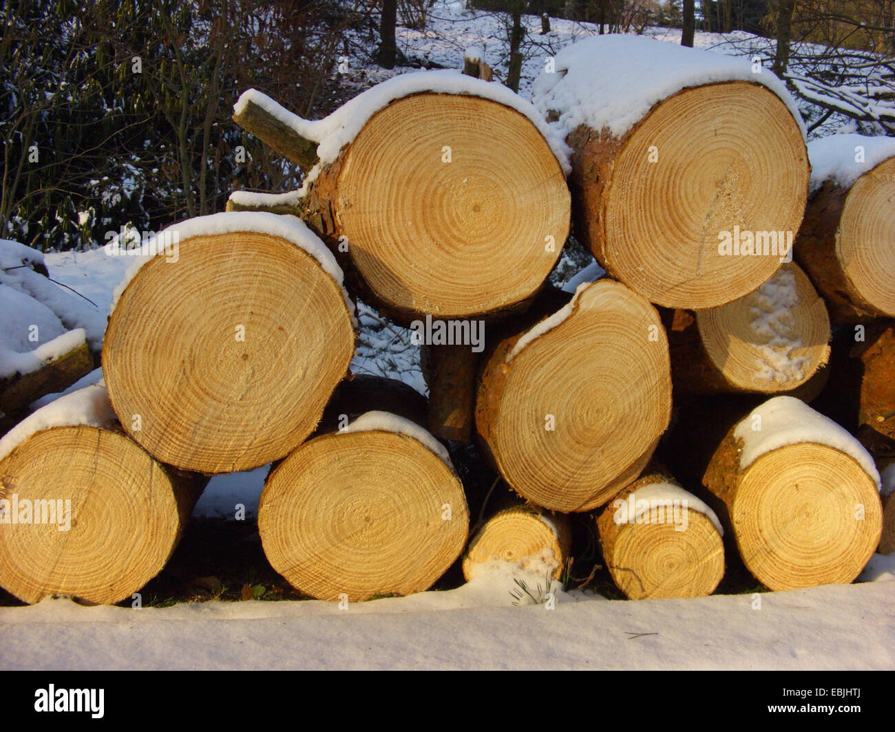 Scotch pine, scots pine (Pinus sylvestris), wood, Germany Stock Photo ...