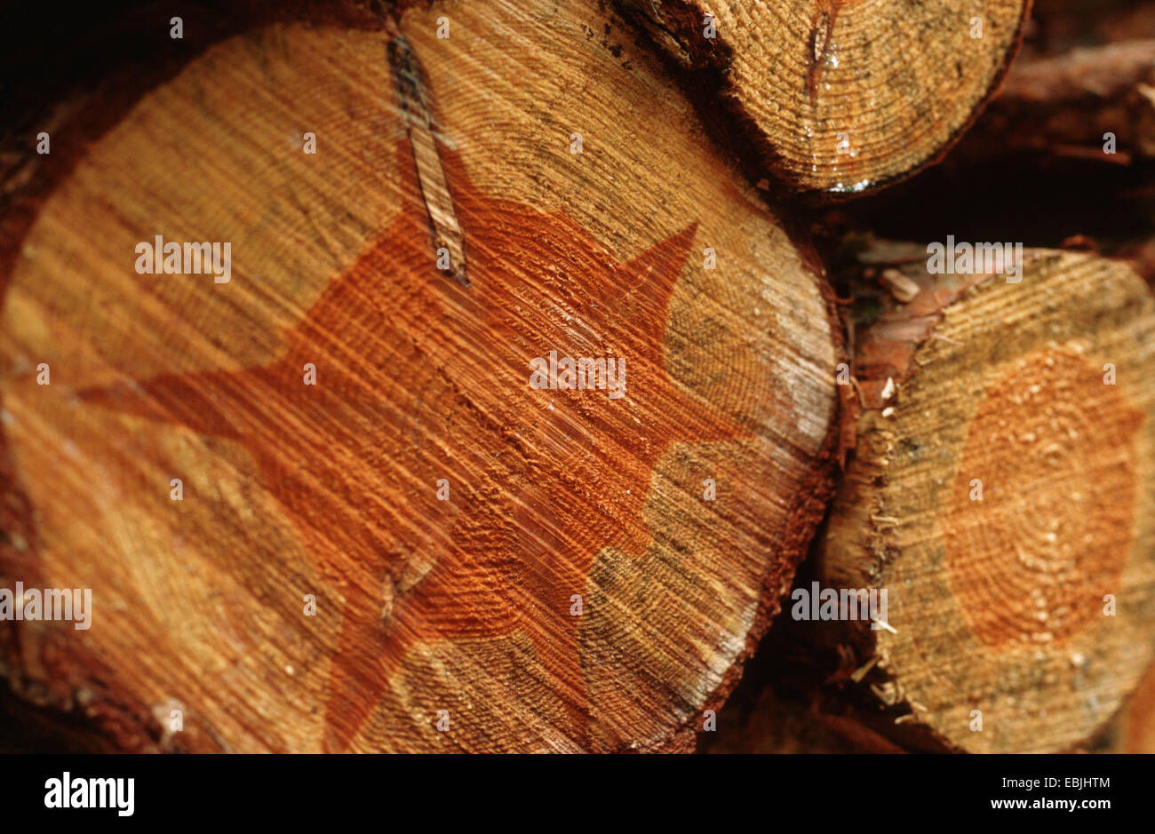 Scotch pine, scots pine (Pinus sylvestris), tree rings, Germany Stock ...