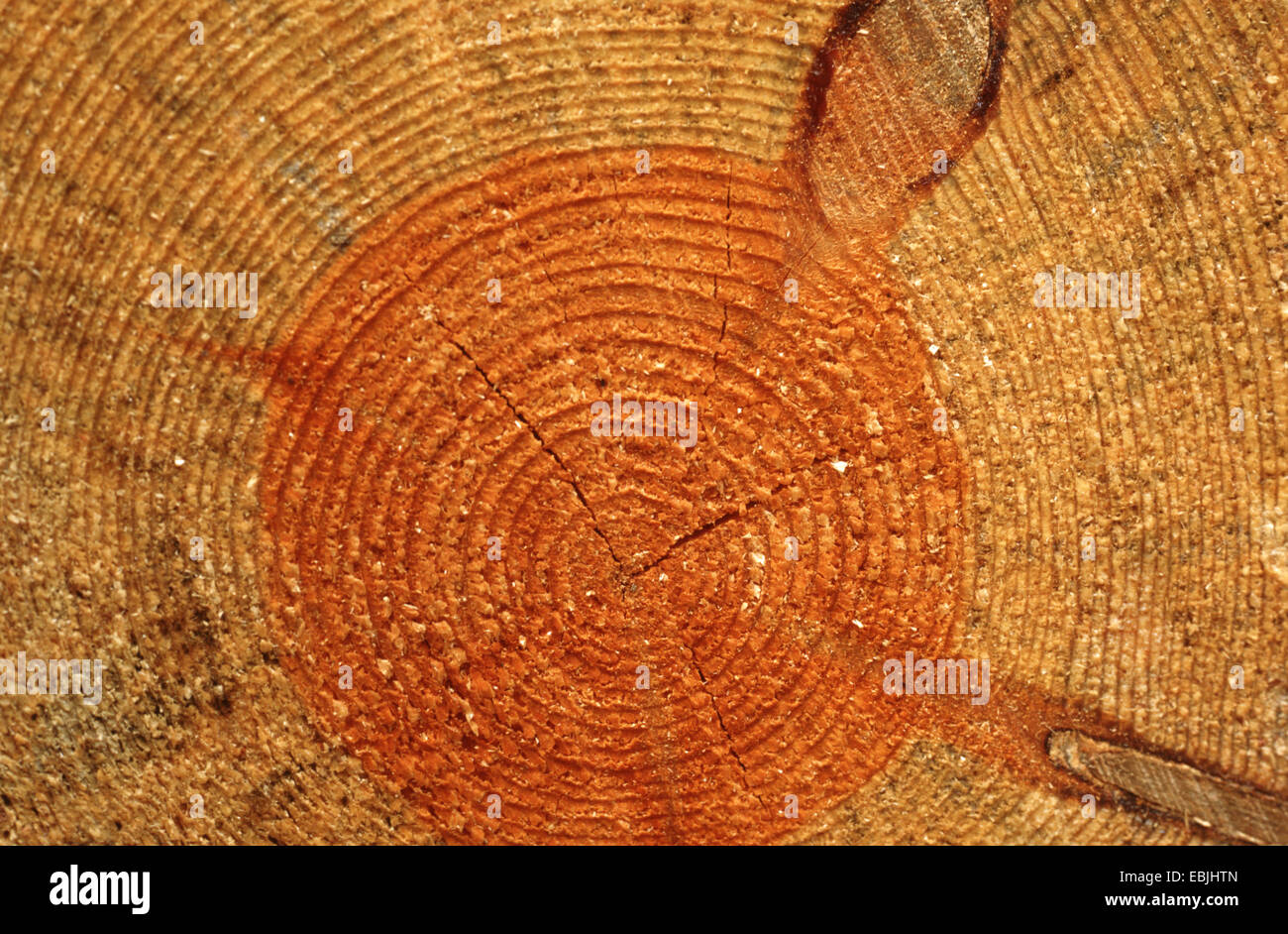 Pinus sylvestris tree hi-res stock photography and images - Alamy