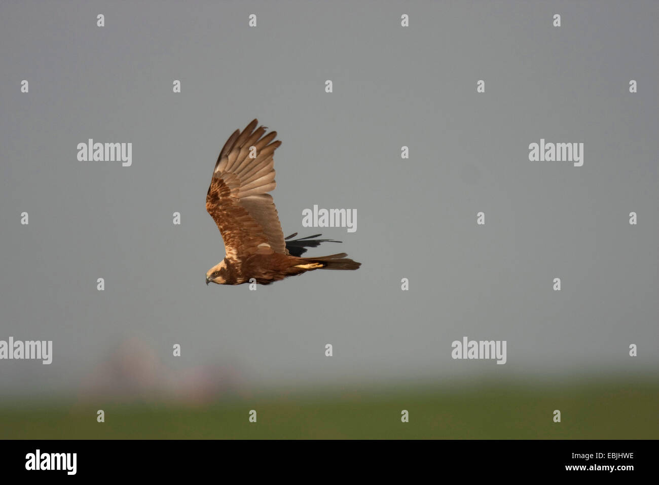western marsh harrier (Circus aeruginosus), flying, Netherlands, Texel ...