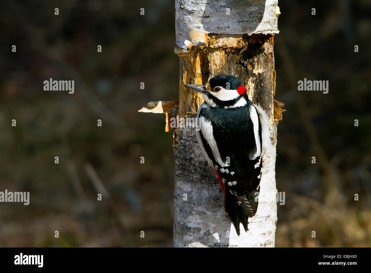 Great spotted woodpecker (Picoides major, Dendrocopos major), sitting ...