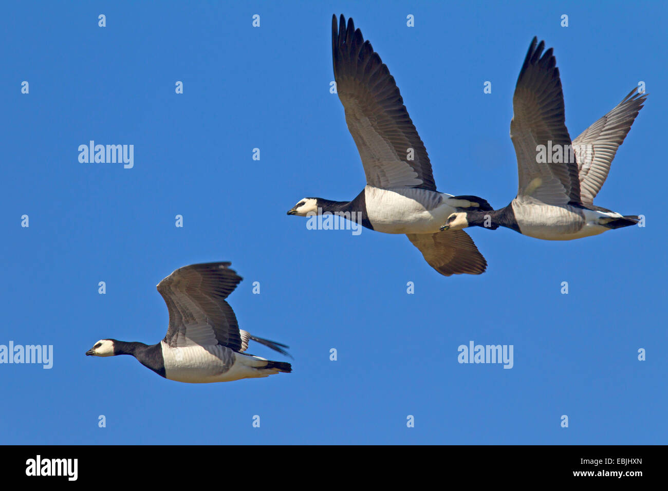 barnacle goose (Branta leucopsis), flying, Germany, Schleswig-Holstein ...