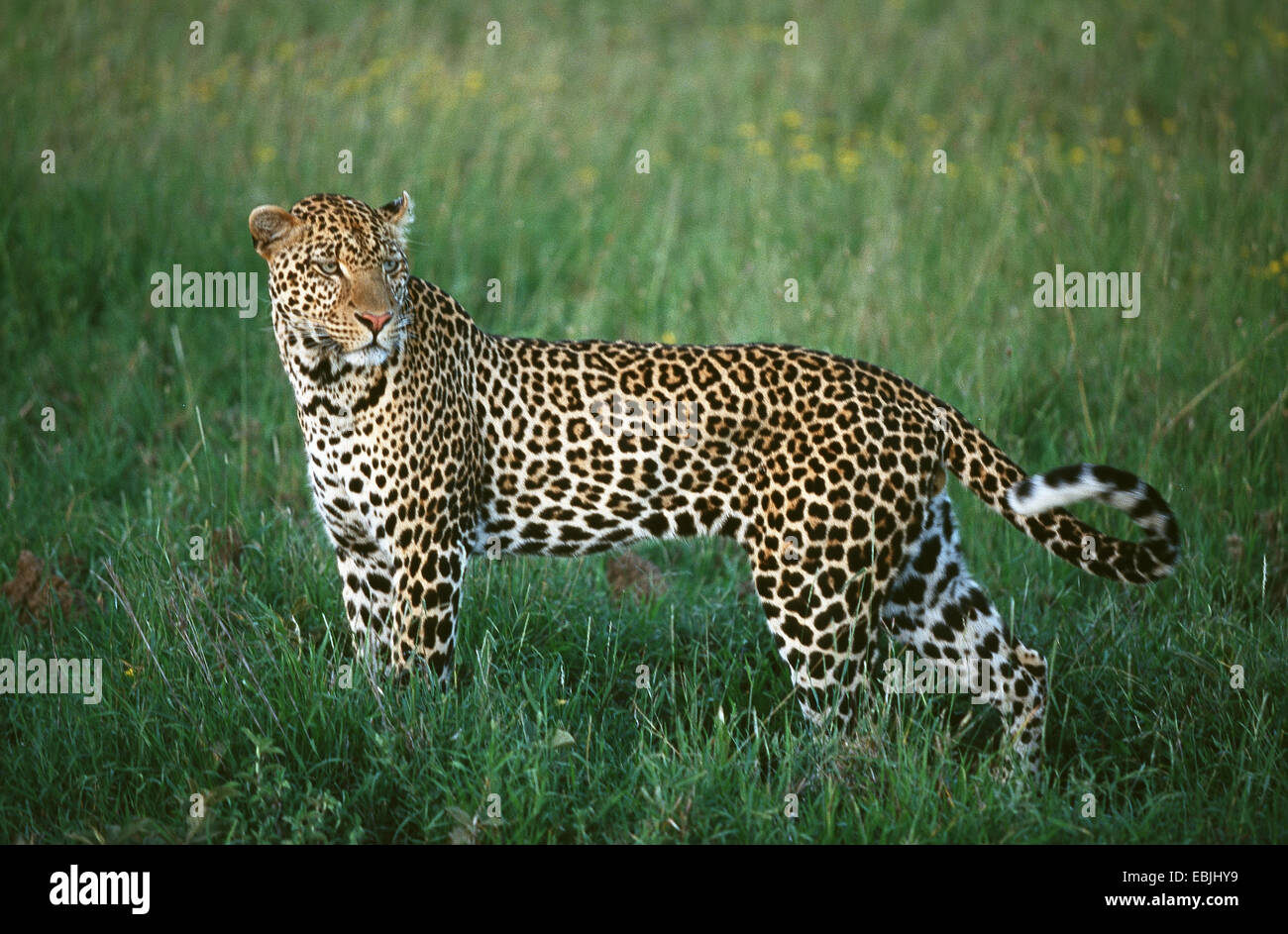 leopard (Panthera pardus), stand in savannah, Tanzania, Serengeti NP ...