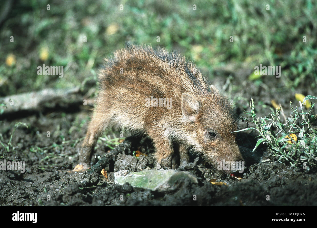 Pig sniffing hi-res stock photography and images - Alamy