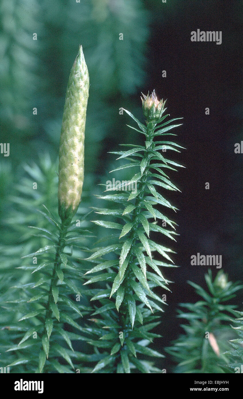 Lycopods hi-res stock photography and images - Alamy