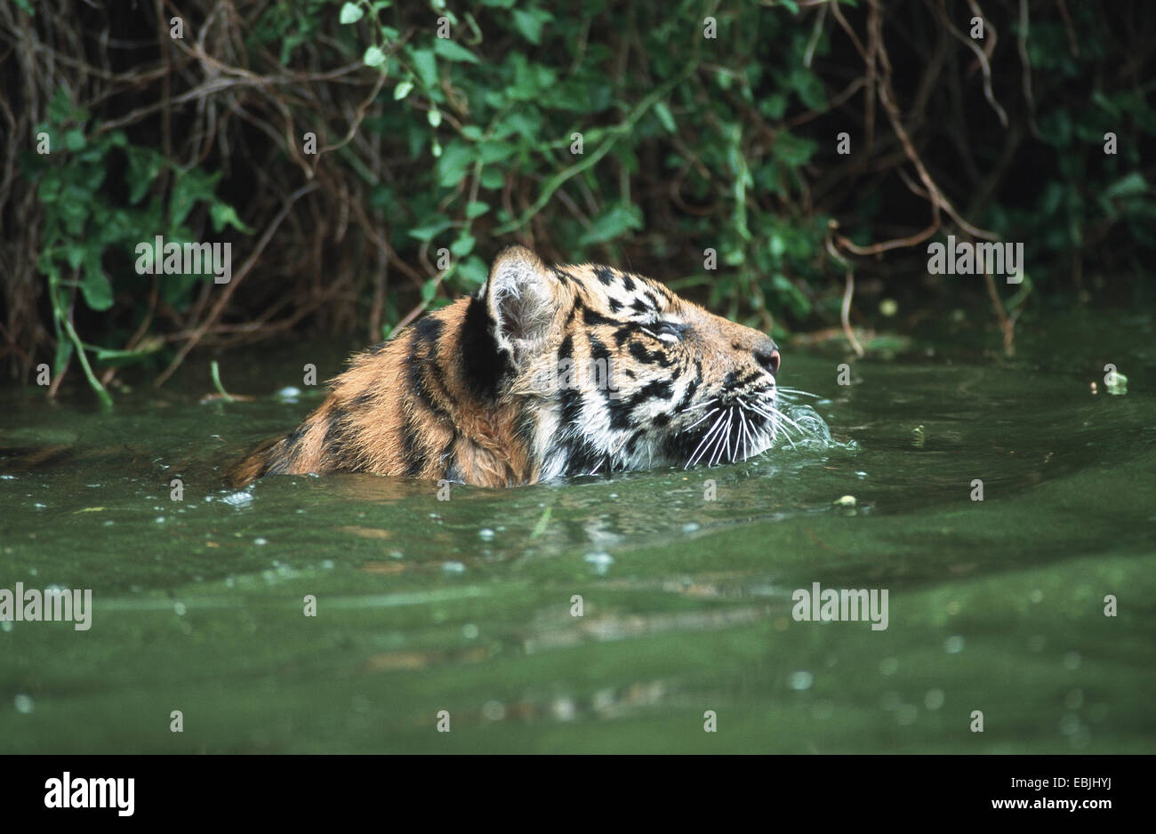 Sumatran Tiger Swimming High Resolution Stock Photography and Images ...