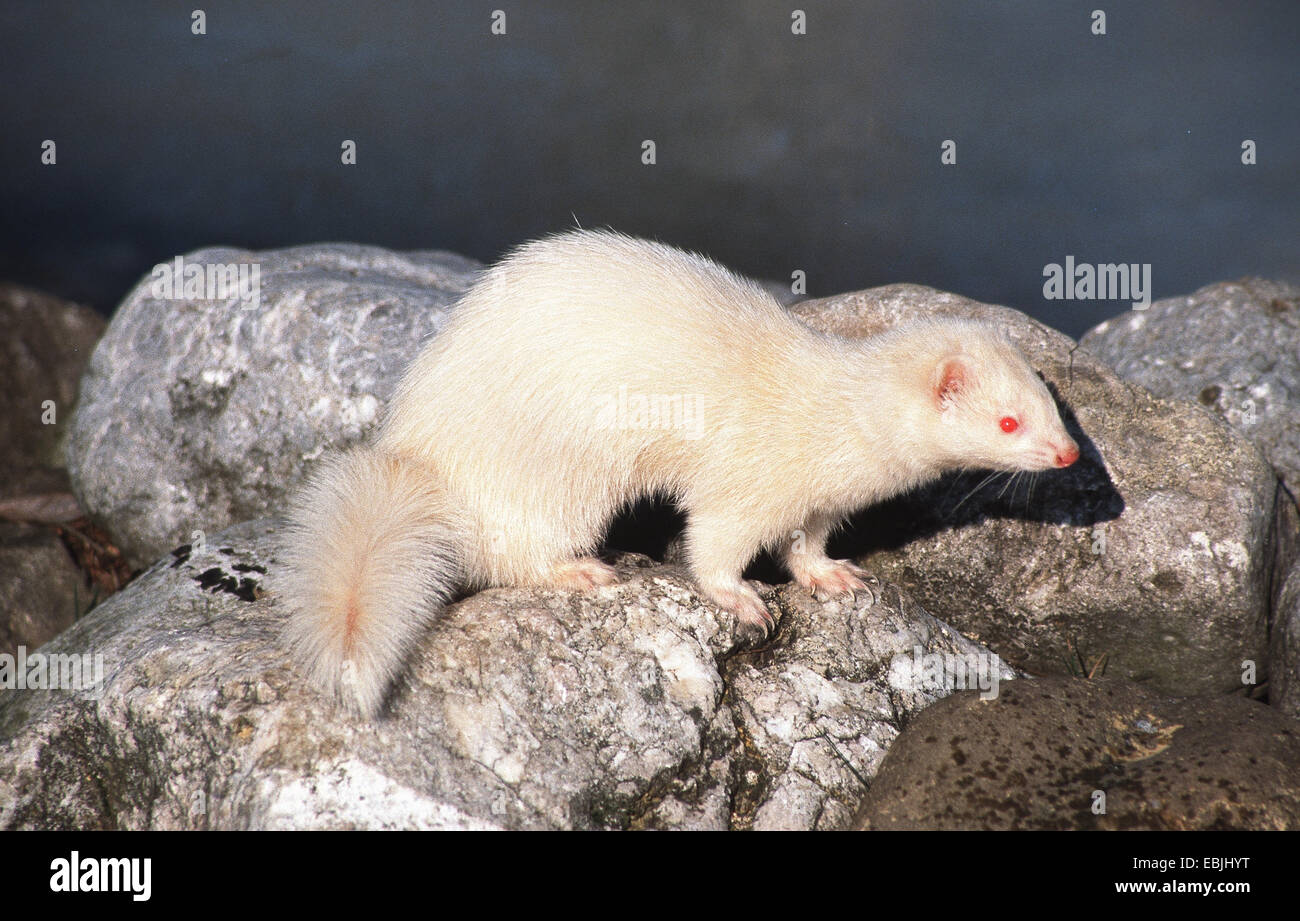 domestic polecat, domestic ferret (Mustela putorius f. furo, Mustela ...