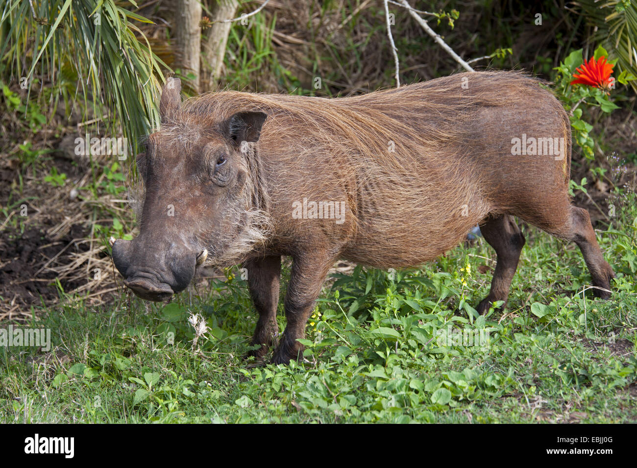 common warthog, savanna warthog (Phacochoerus africanus), standing in ...