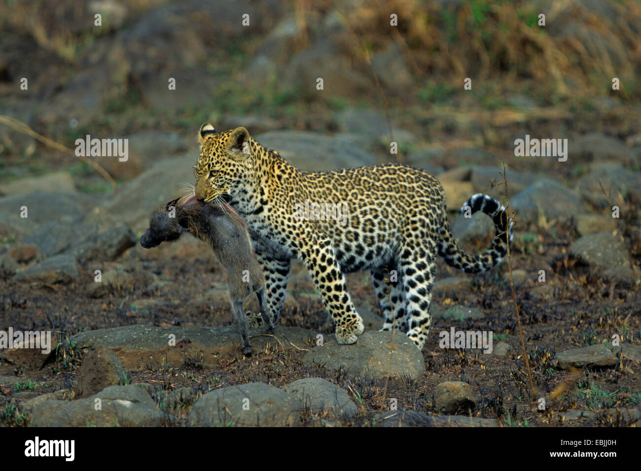 leopard (Panthera pardus), young carrying a warthog piglet as capturing ...