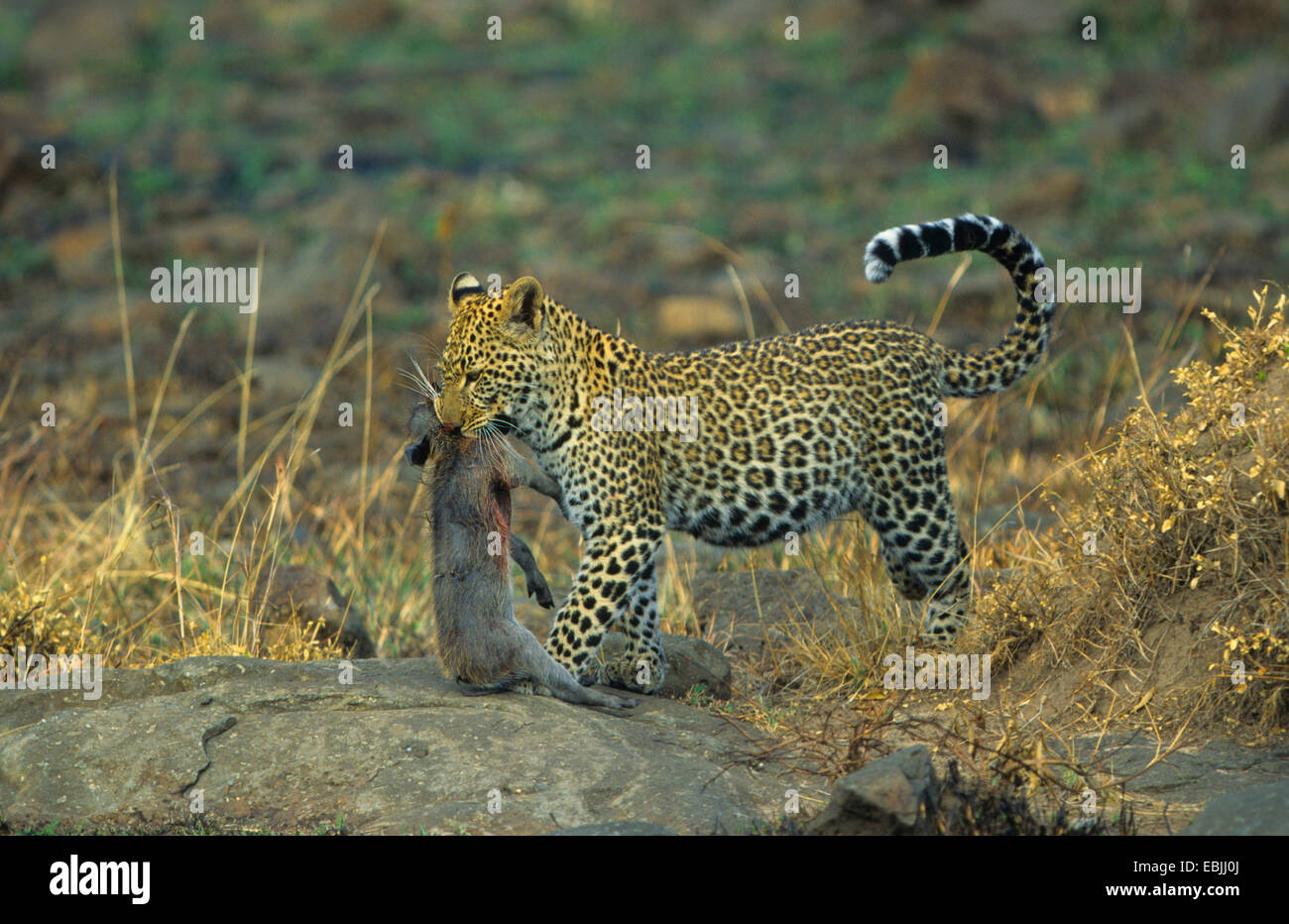 leopard (Panthera pardus), young leopard carrying a warthog piglet as ...