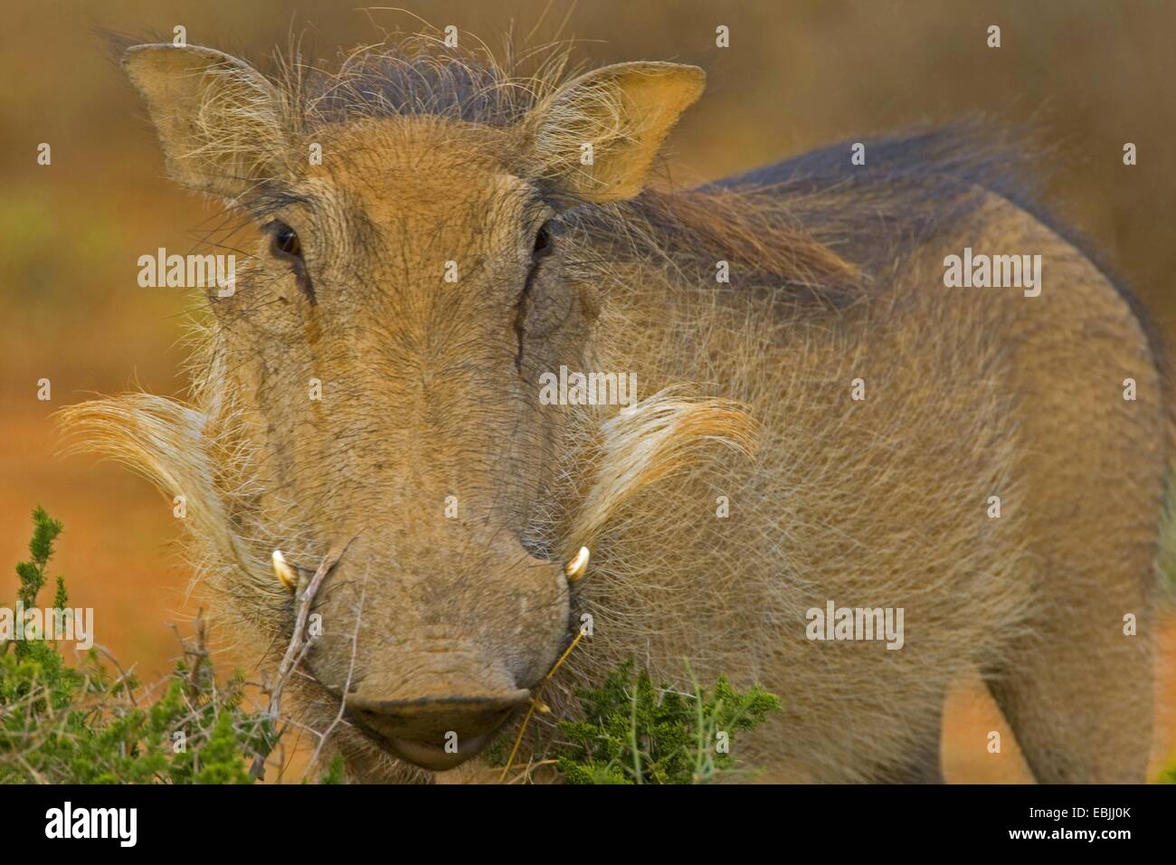 common warthog, savanna warthog (Phacochoerus africanus), portrait ...
