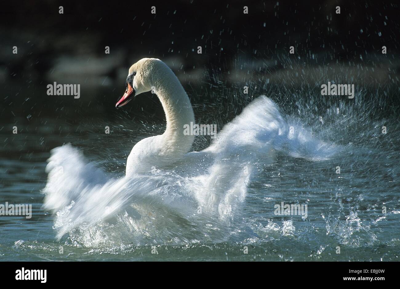 Swan flapping wings hi-res stock photography and images - Alamy
