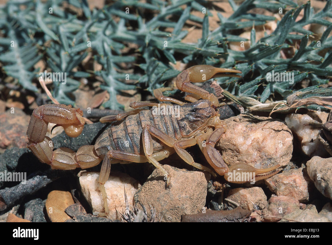 Yellow ground scorpion hi-res stock photography and images - Alamy