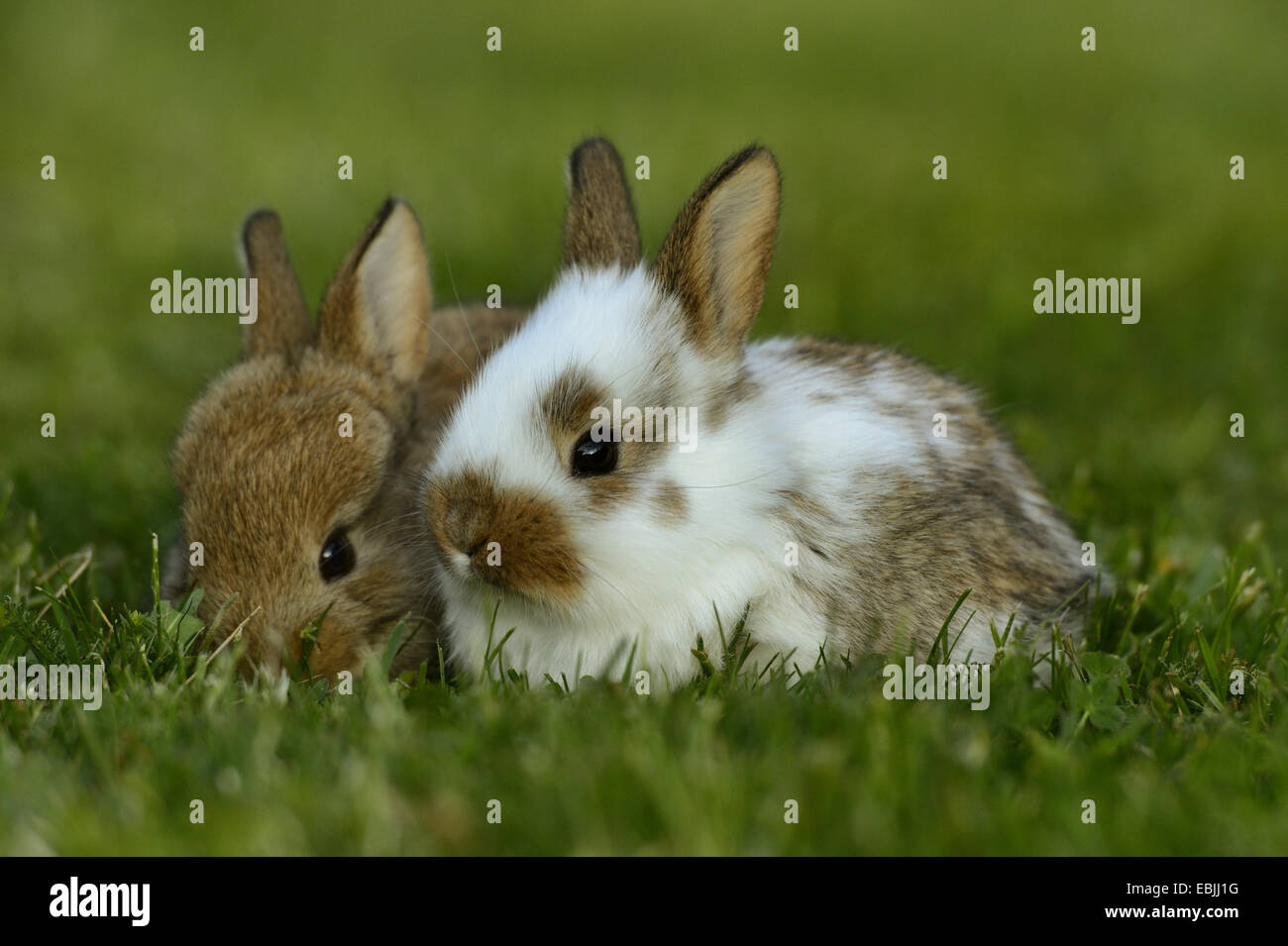 domestic rabbit (Oryctolagus cuniculus f. domestica), white bunny with ...