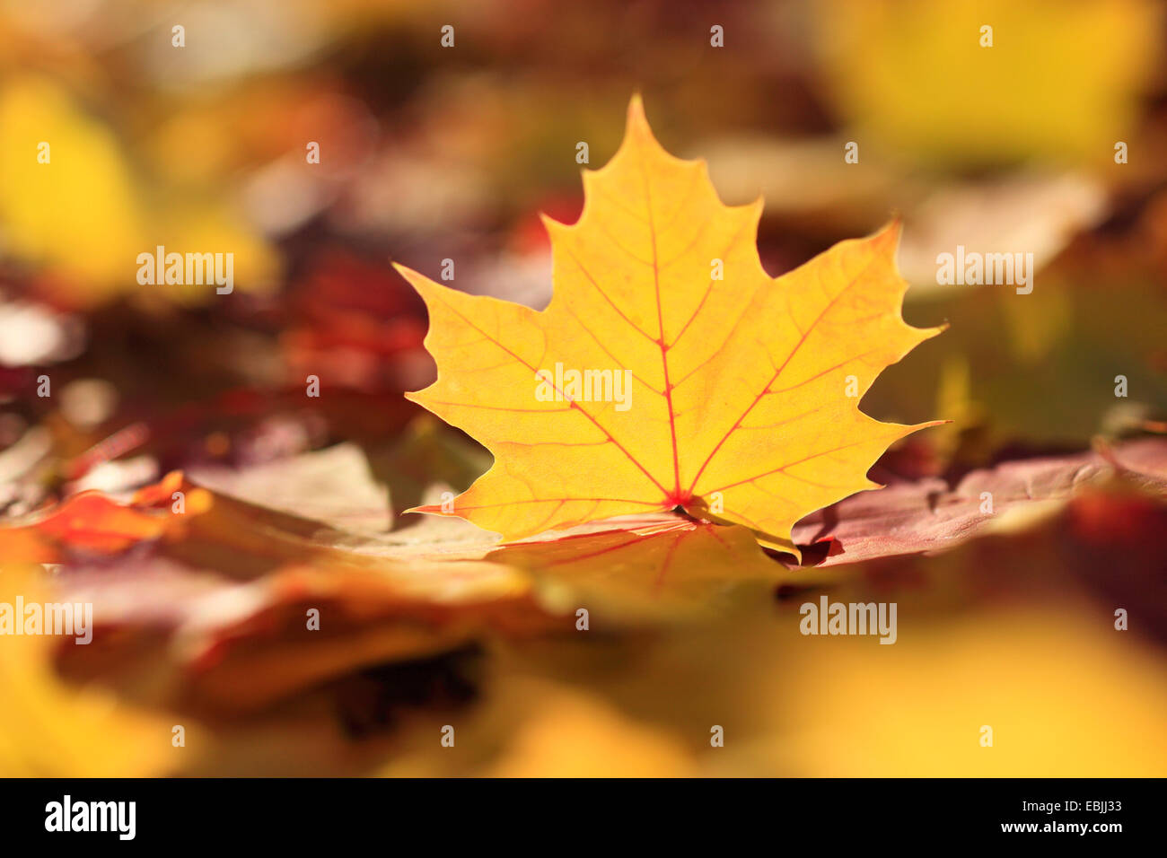 Norway maple (Acer platanoides), maple leaf in backlight Stock Photo ...