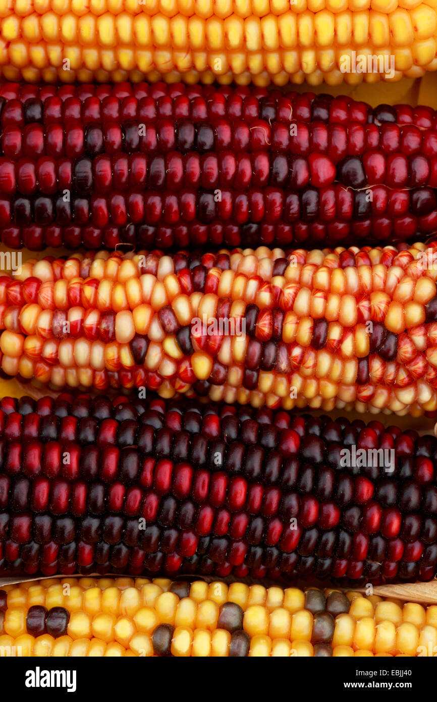Indian corn, maize (Zea mays, Zea mays 'Multicolor', Zea mays ...