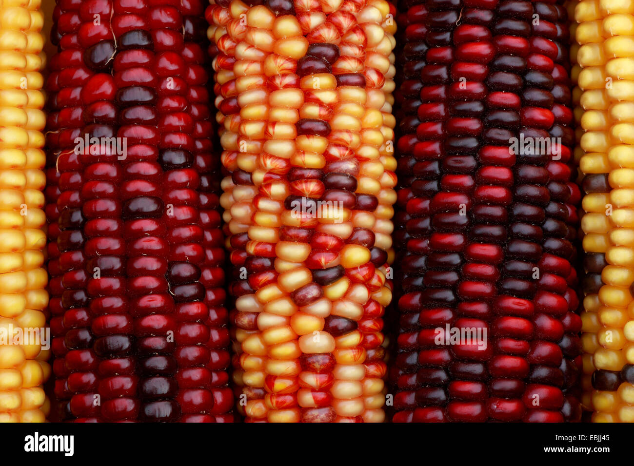 Indian corn, maize (Zea mays, Zea mays 'Multicolor', Zea mays ... Indian corn, maize (Zea mays, Zea mays 'Multicolor', Zea mays ...