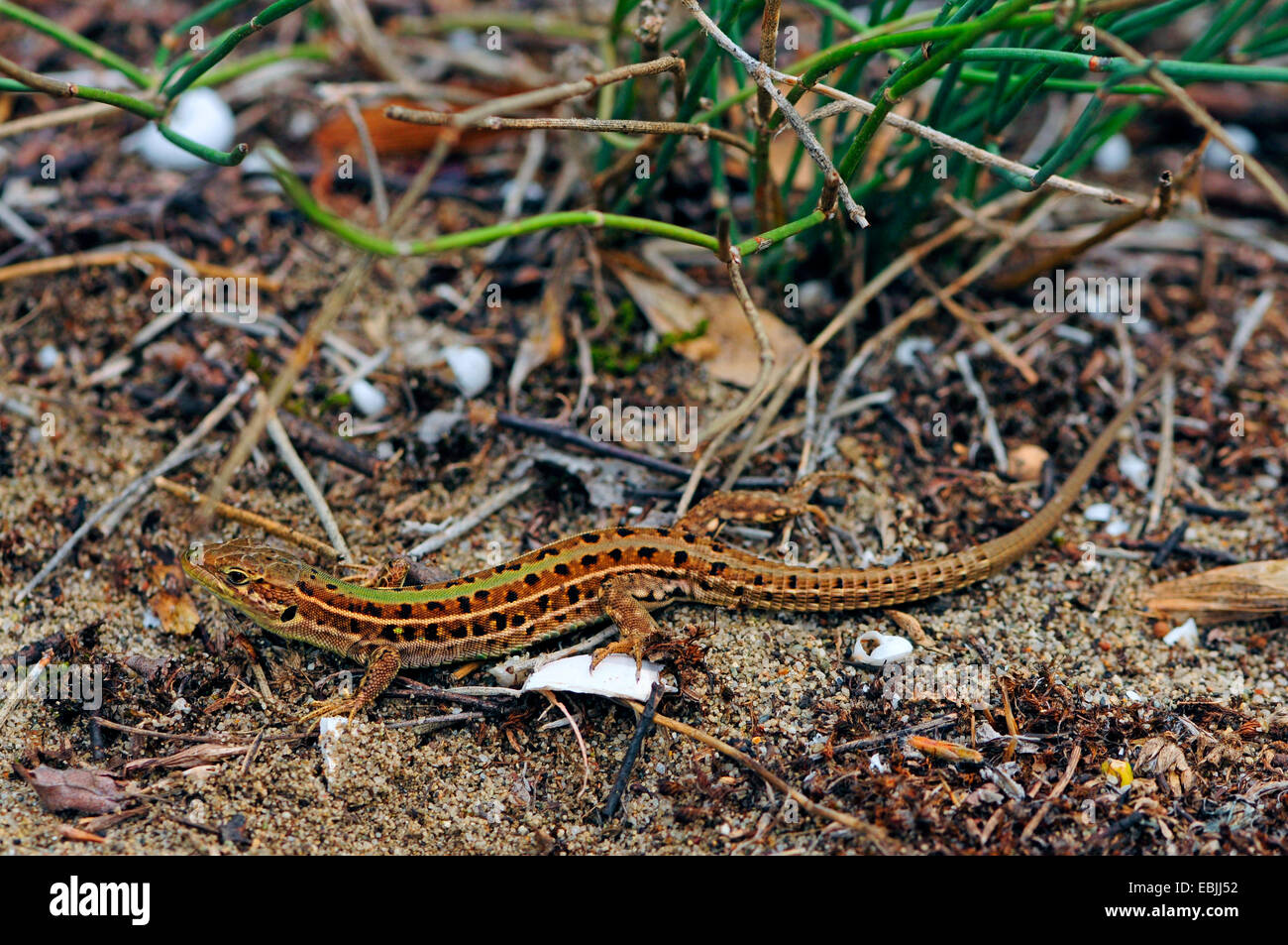 Crimean lizard hi-res stock photography and images - Alamy