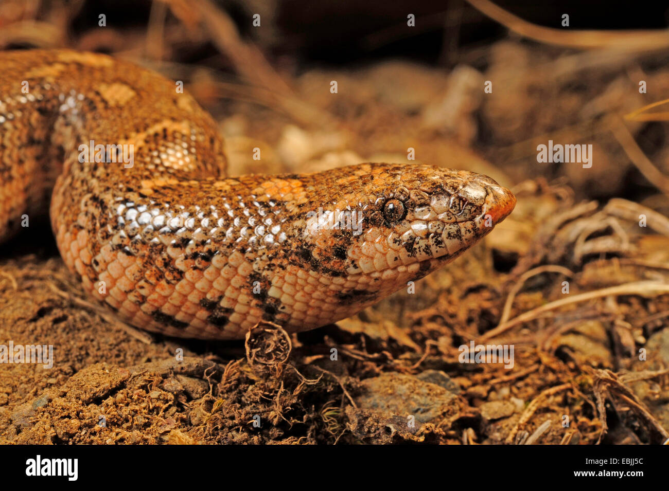 Javelin sand boas hi-res stock photography and images - Alamy