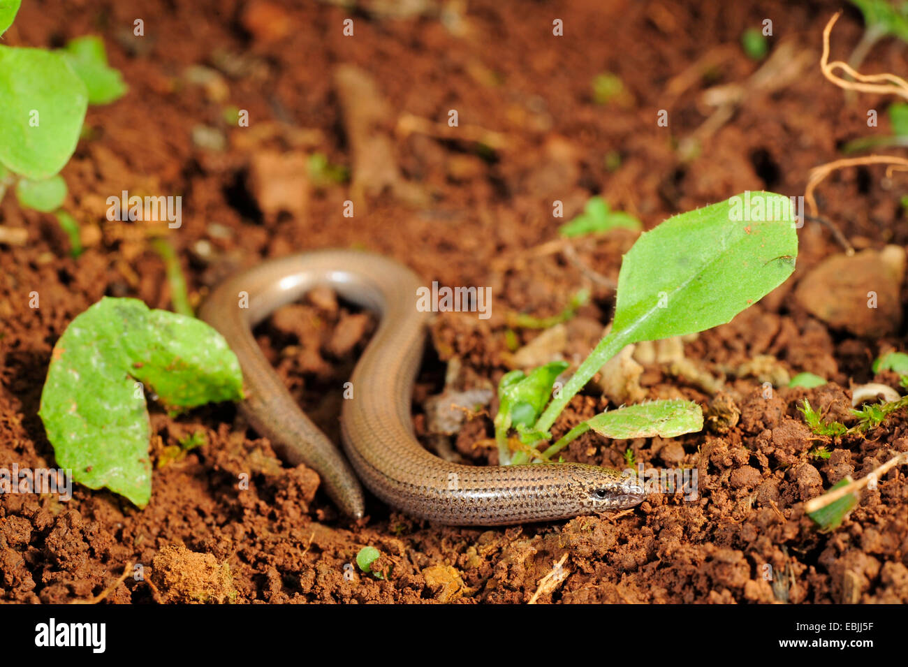 Greek legless skink, Greek snake skink (Ophiomorus punctatissimus), on ...