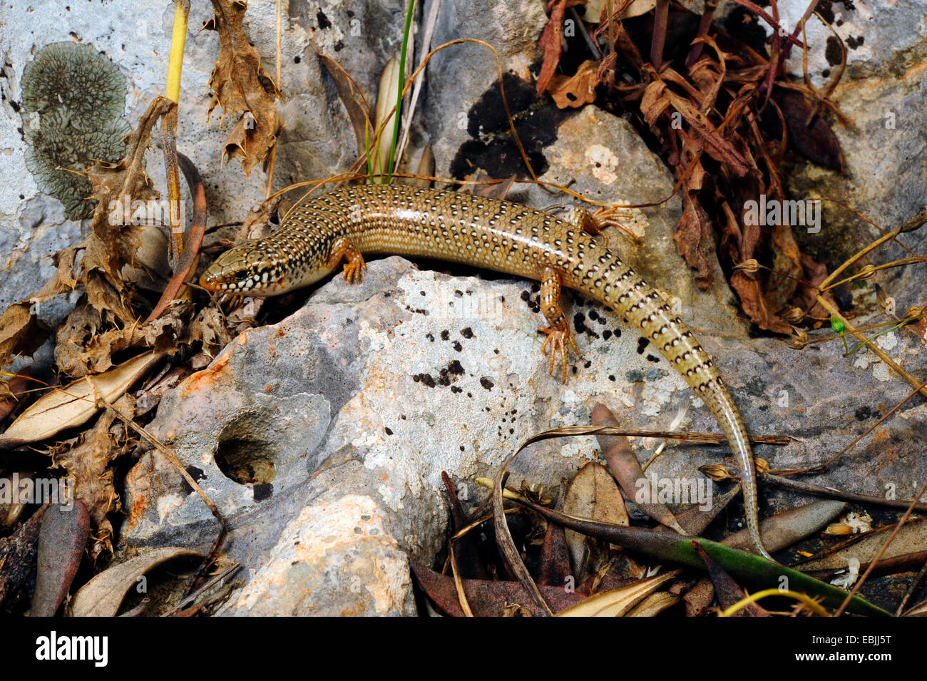 European skink hi-res stock photography and images - Alamy