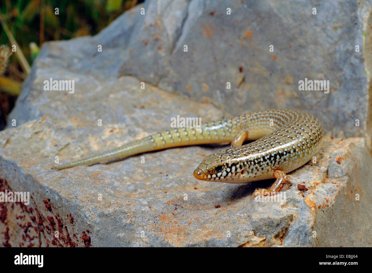 ocellated skink (Chalcides ocellatus), lying on a rock, Greece ...