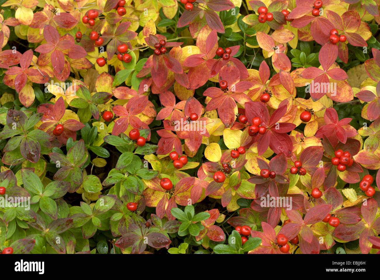 dwarf cornel, dogwood (Cornus suecica), fruiting, Sweden, Lapland ...