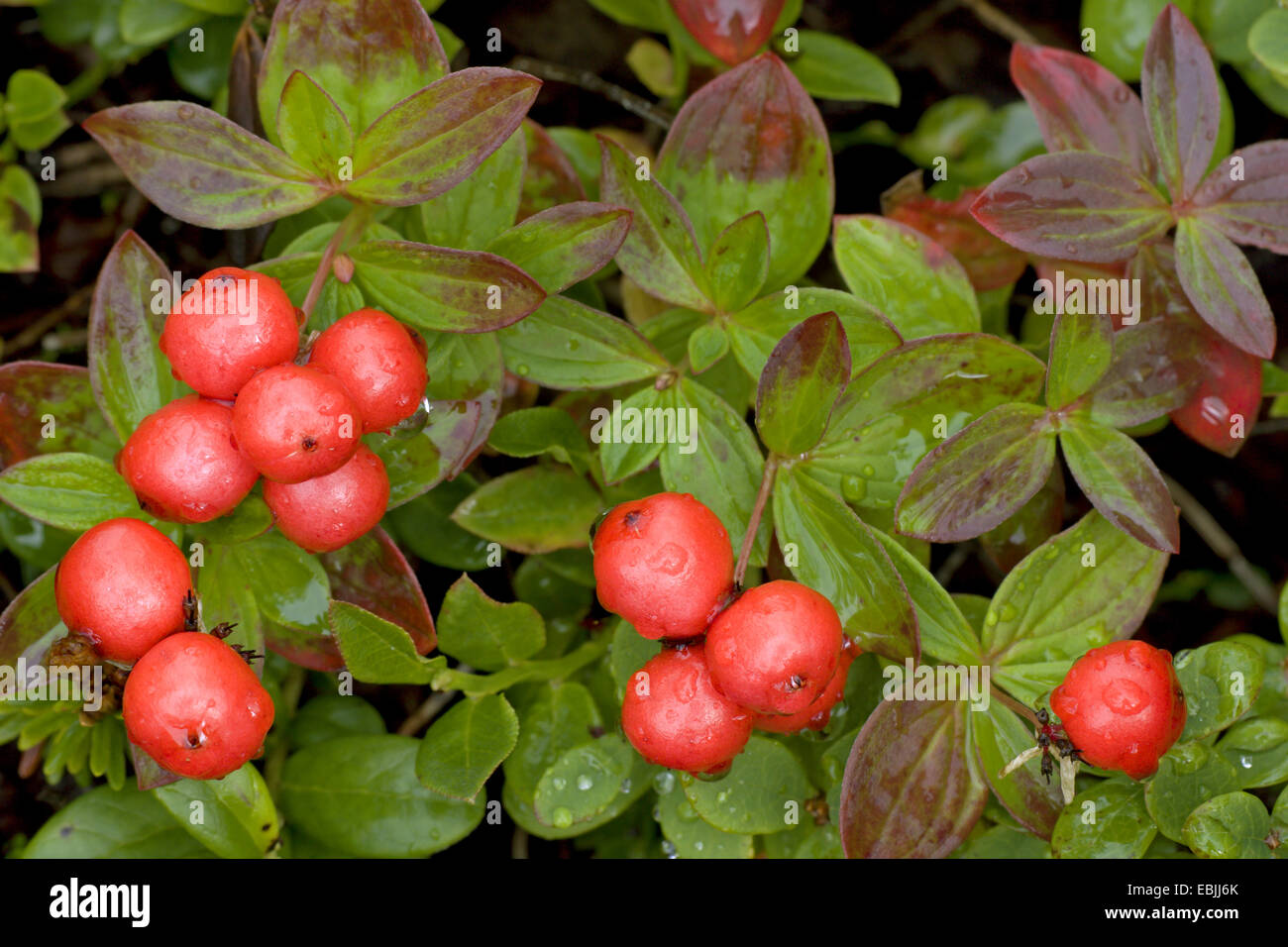 dwarf cornel, dogwood (Cornus suecica), fruiting in rain, Sweden ...
