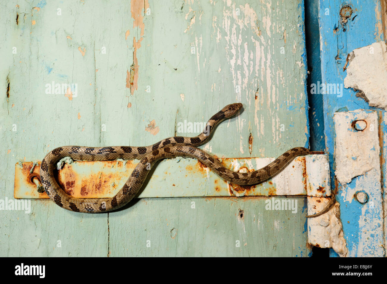 Door Snake High Resolution Stock Photography and Images - Alamy
