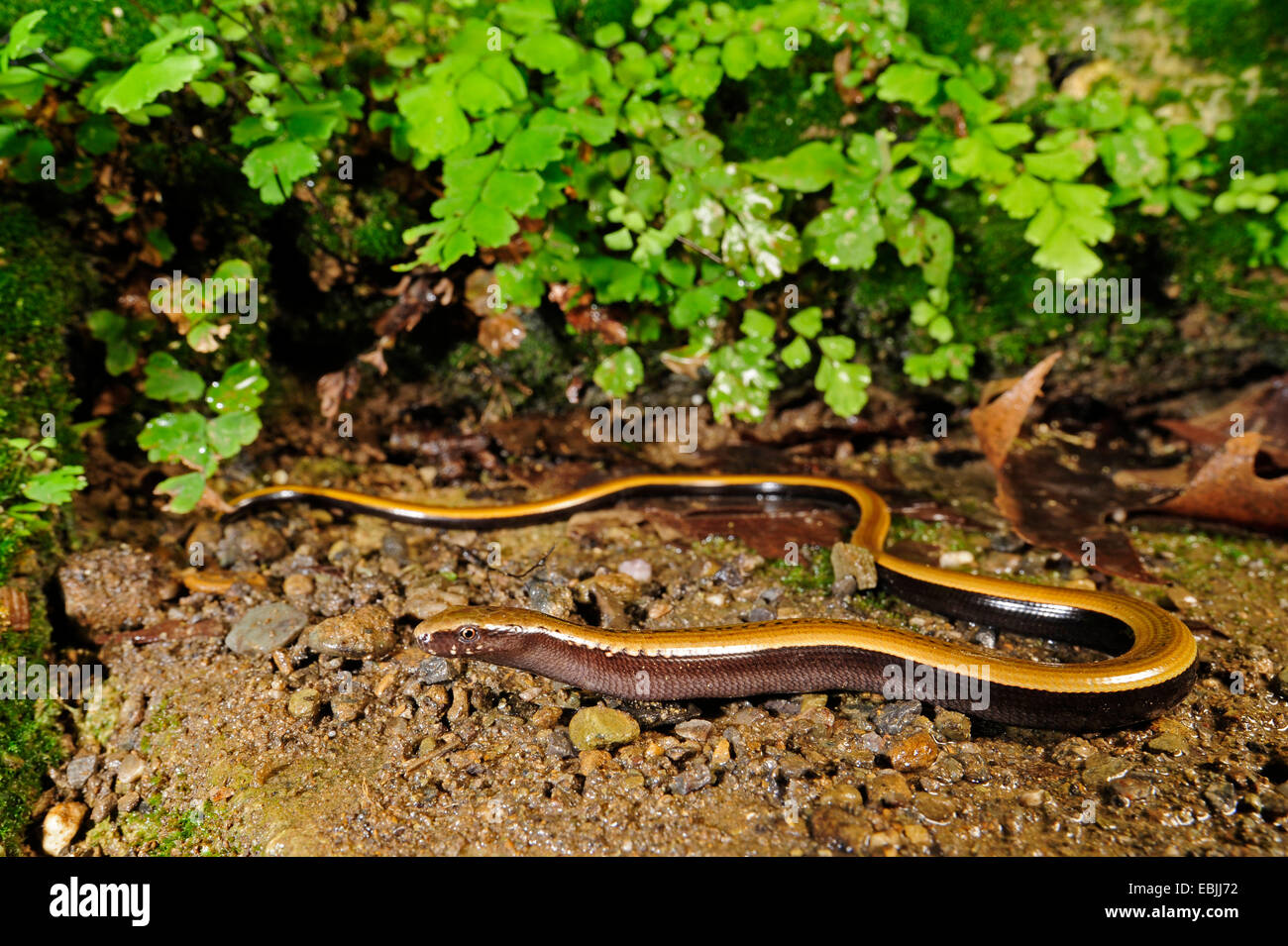 Peloponnese keeled lizard hi-res stock photography and images - Alamy