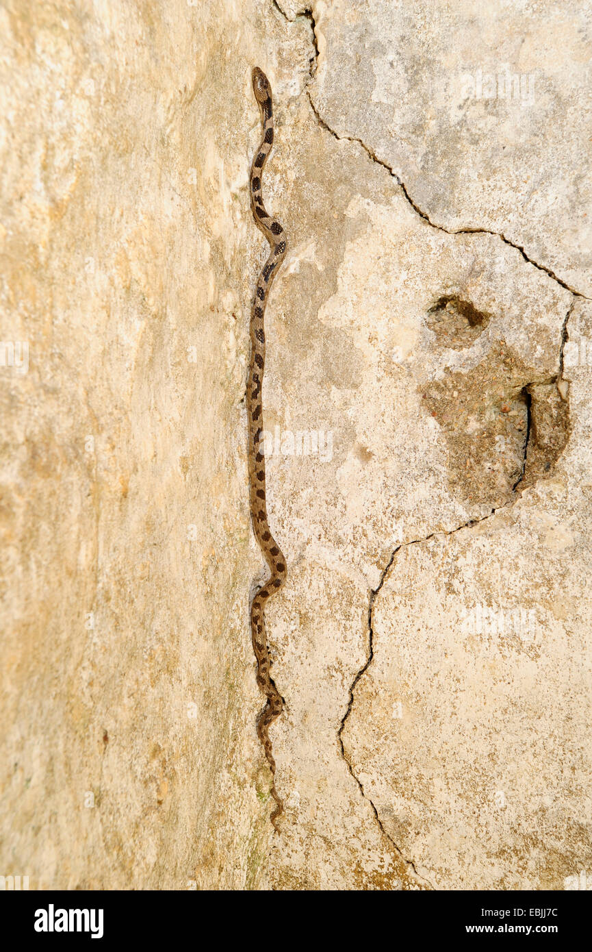 Snakes climbing hi-res stock photography and images - Alamy