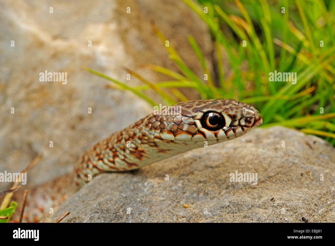 Large Whip Snake (Dolichophis caspius, Coluber caspius), portrait of an ...