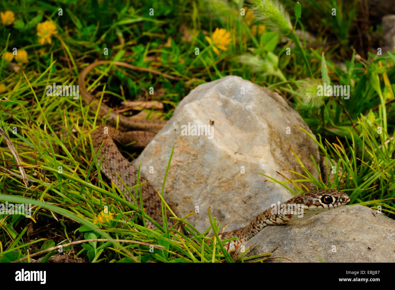 Large Whip Snake (Dolichophis caspius, Coluber caspius), juvenile ...