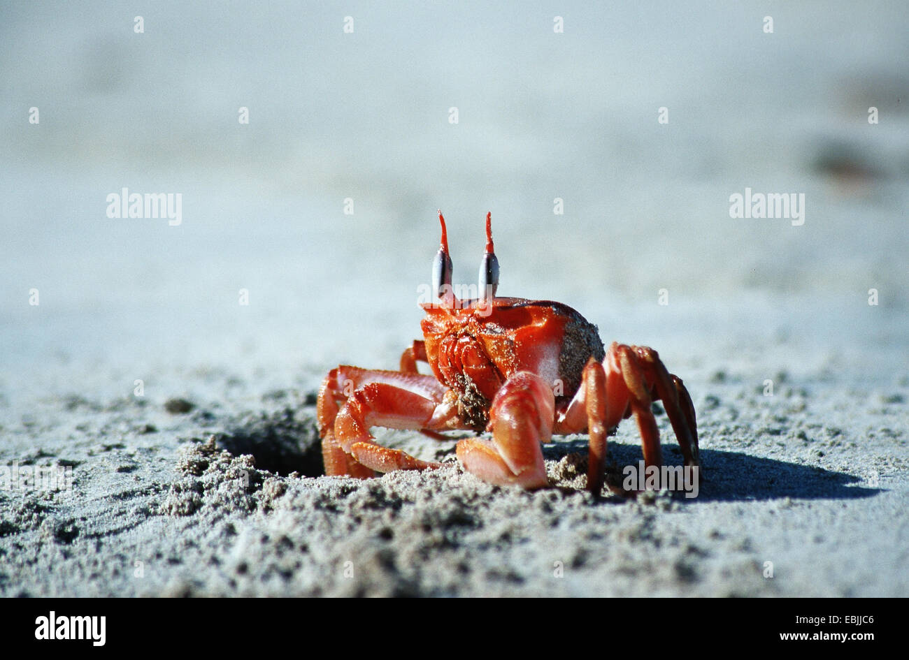 Sally lightfoot crab, mottled shore crab (Grapsus grapsus), burrows in ...