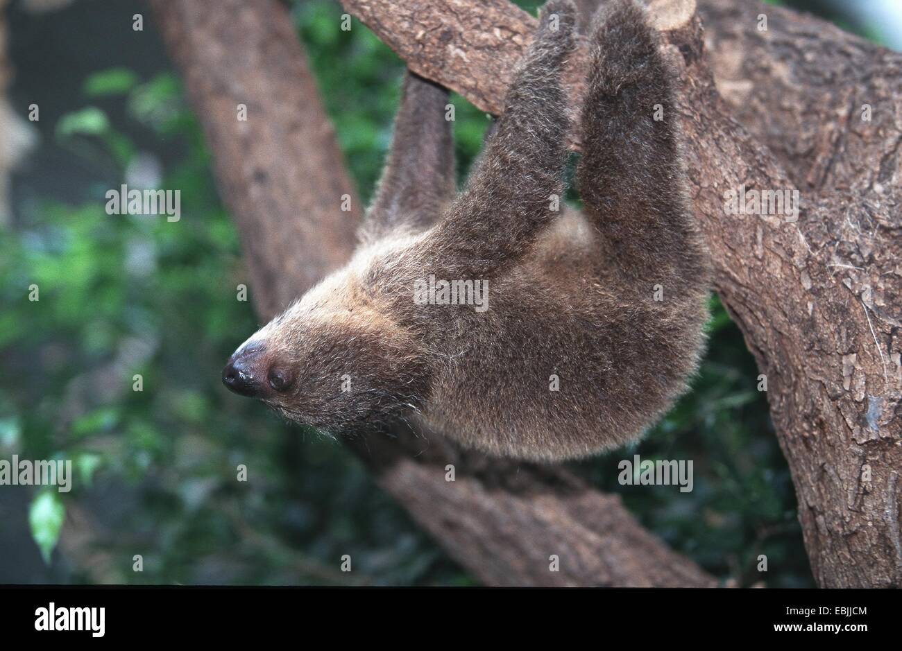Linnaeus' two-toed sloth (Choloepus didactylus), juvenile Stock Photo ...