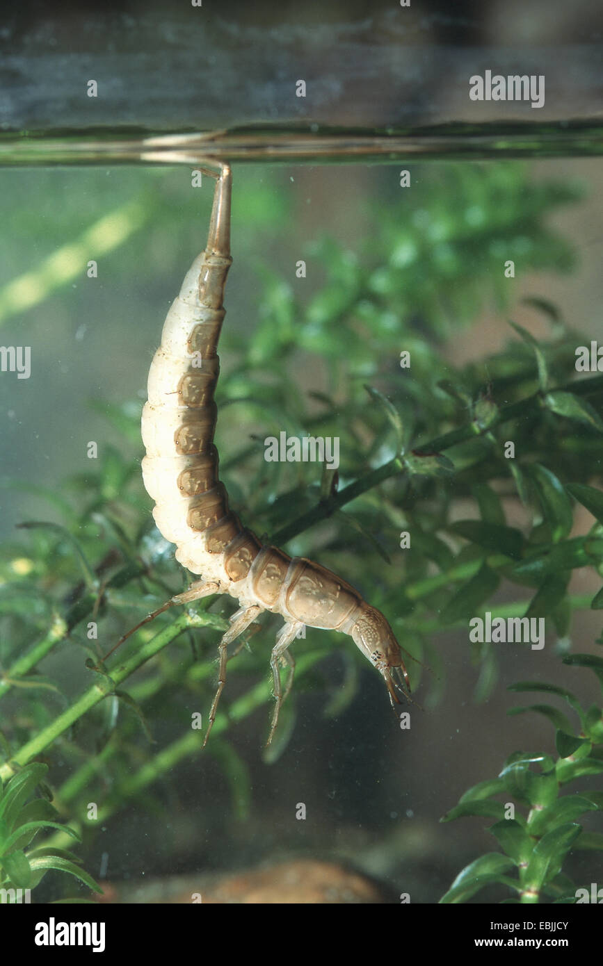 great diving beetle (Dytiscus marginalis), larva in the water ...
