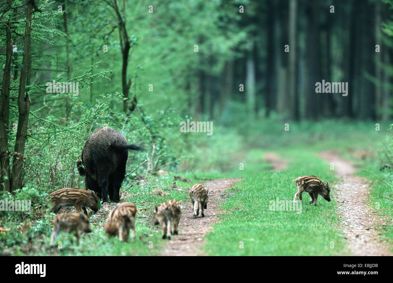 wild boar, pig, wild boar (Sus scrofa), wild sow with piglets looking ...