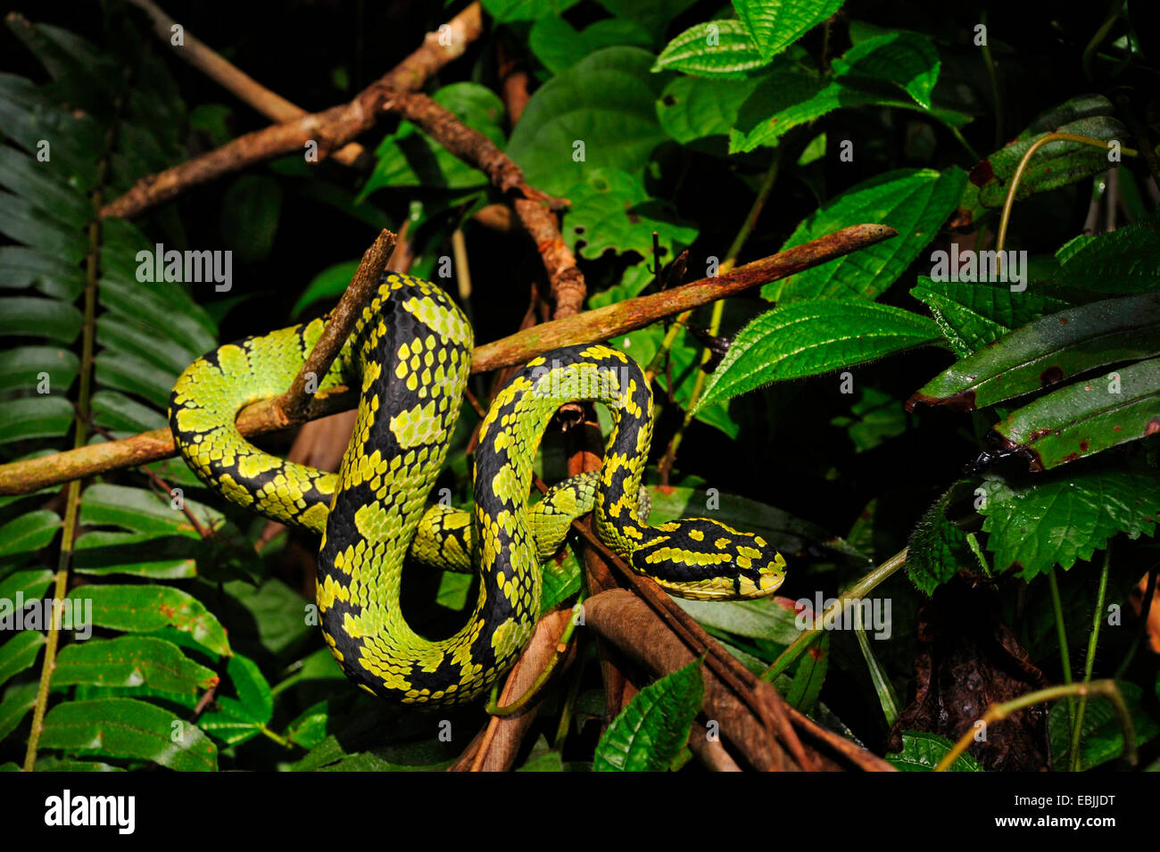 Sri Lankan pit viper, Ceylon pit viper (Trimeresurus trigonocephalus ...