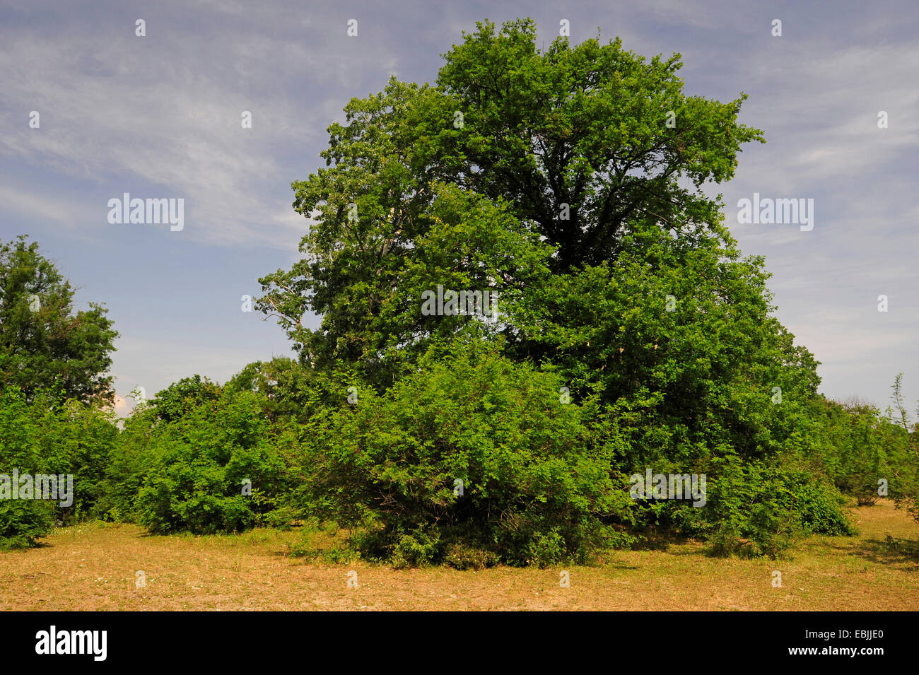 oak (Quercus spec.), Greece, Macedonia, Pinios Delta, Natura 2000 Stock ...