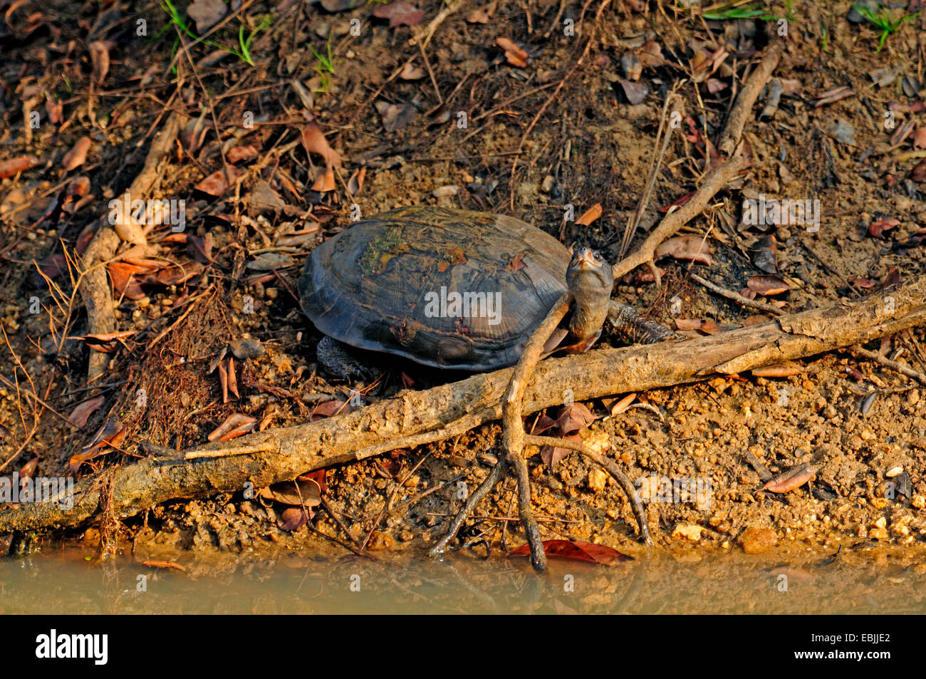 Sri Lanka blackturtle, Indian black turtle, Parker`s black turtle ...